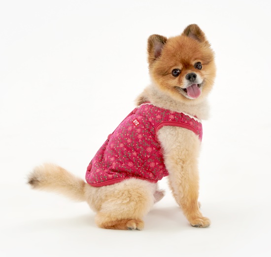 BYC '김장조끼', 펫 박람회서 이틀만에 완판 기염